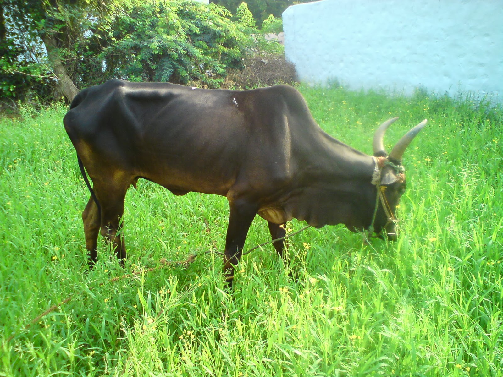 Konga Cattle: Korangadu System, since Sangam Age - Indigenous landuse ...