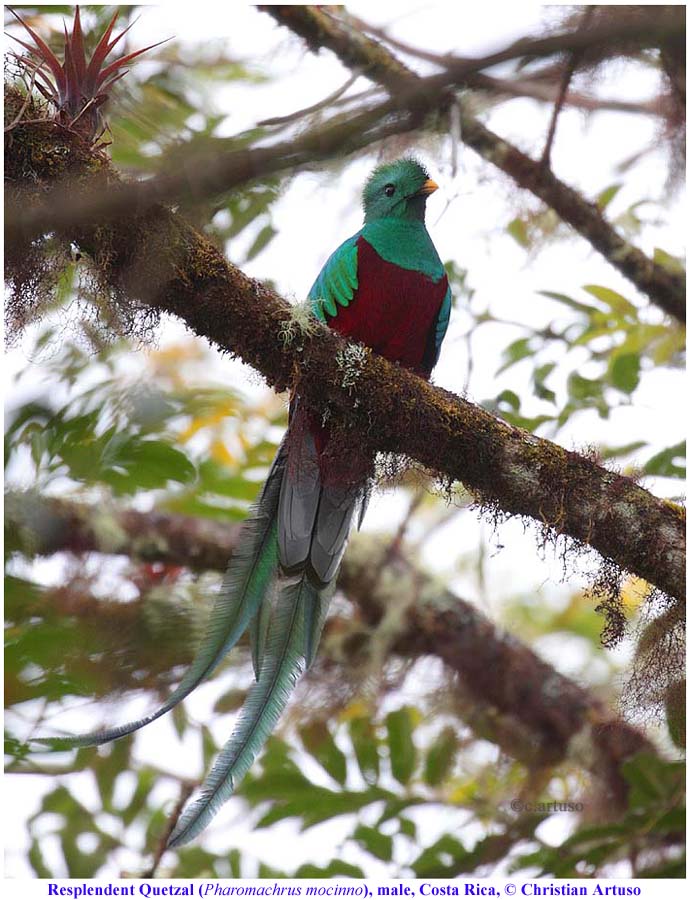 Christian Artuso: Birds, Wildlife: Resplendent Quetzal - a peculiar tail!