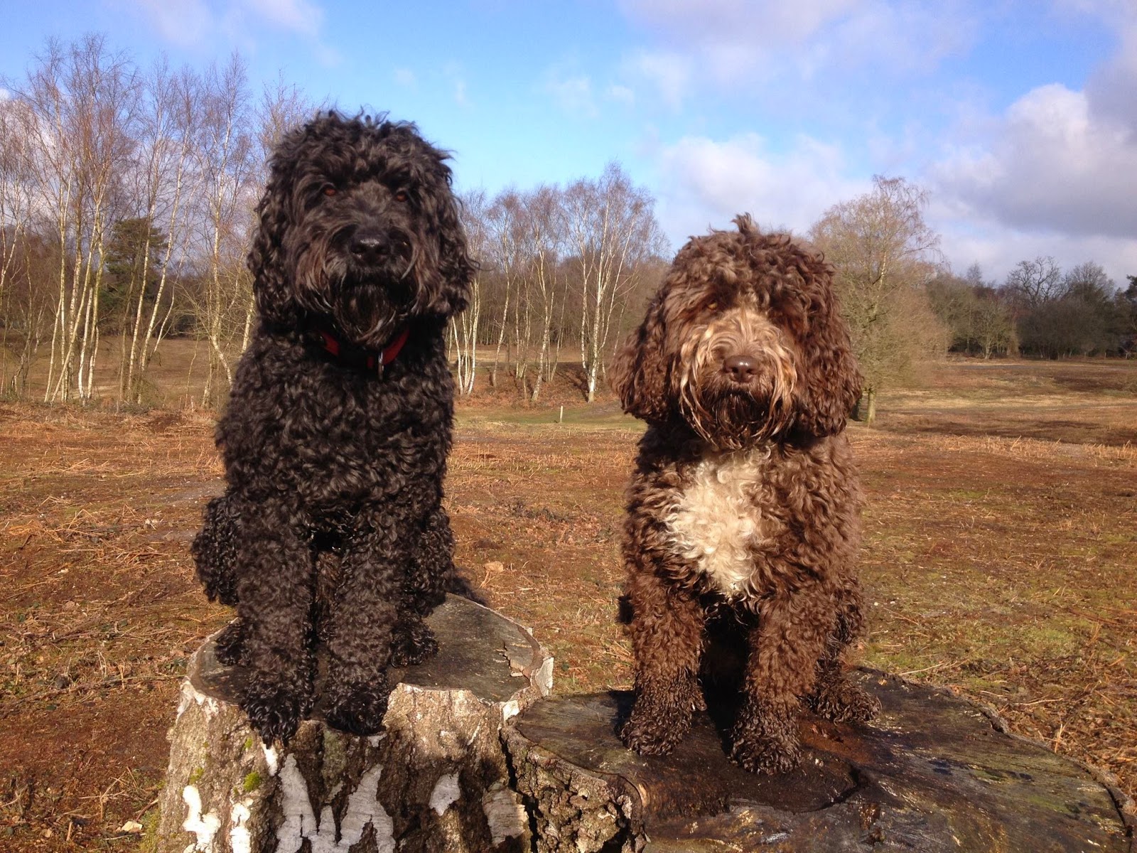 Jukee Doodles : Testimonials