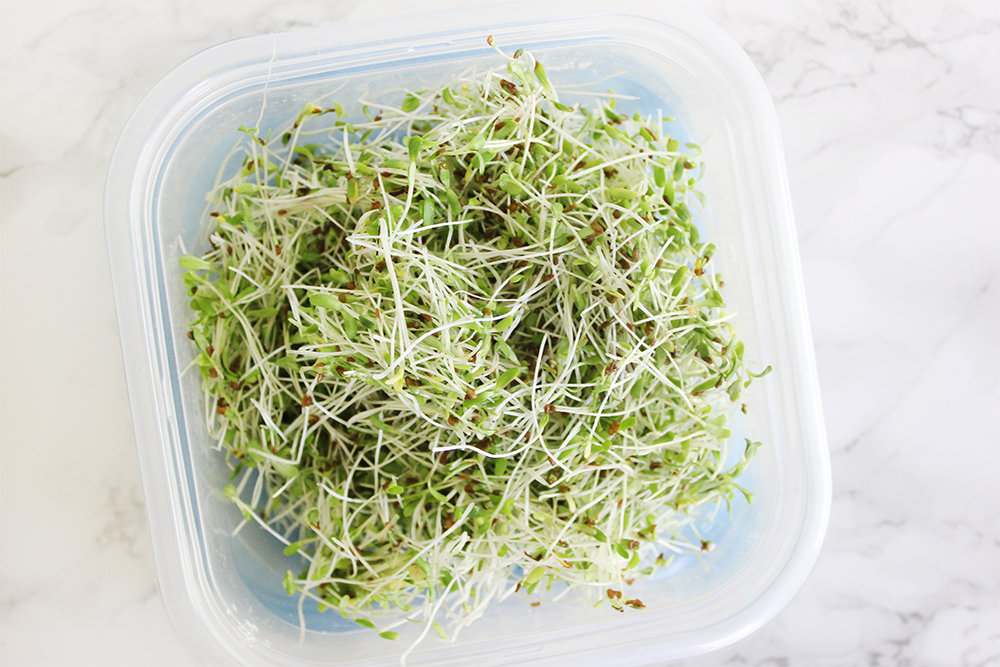 Southern Mom Loves: How to Grow Alfalfa Sprouts in Your Kitchen!