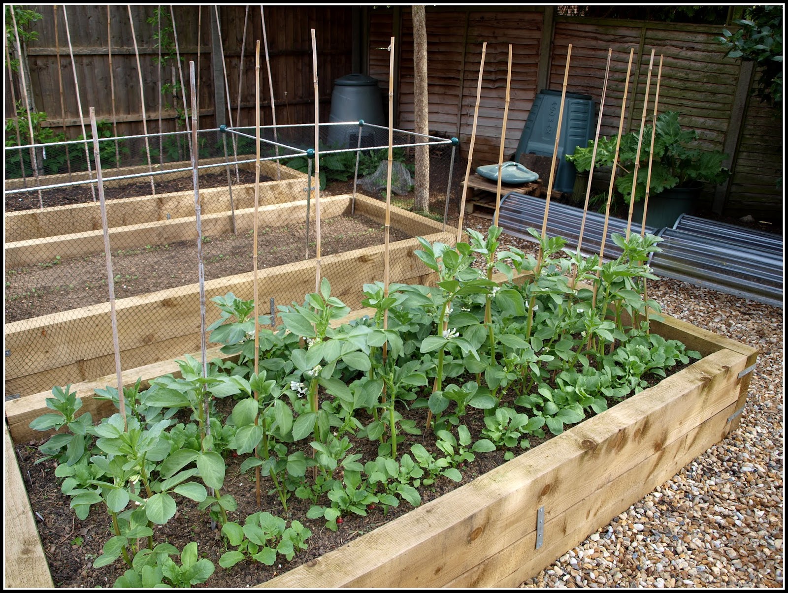 Mark's Veg Plot: Staking my Broad Beans
