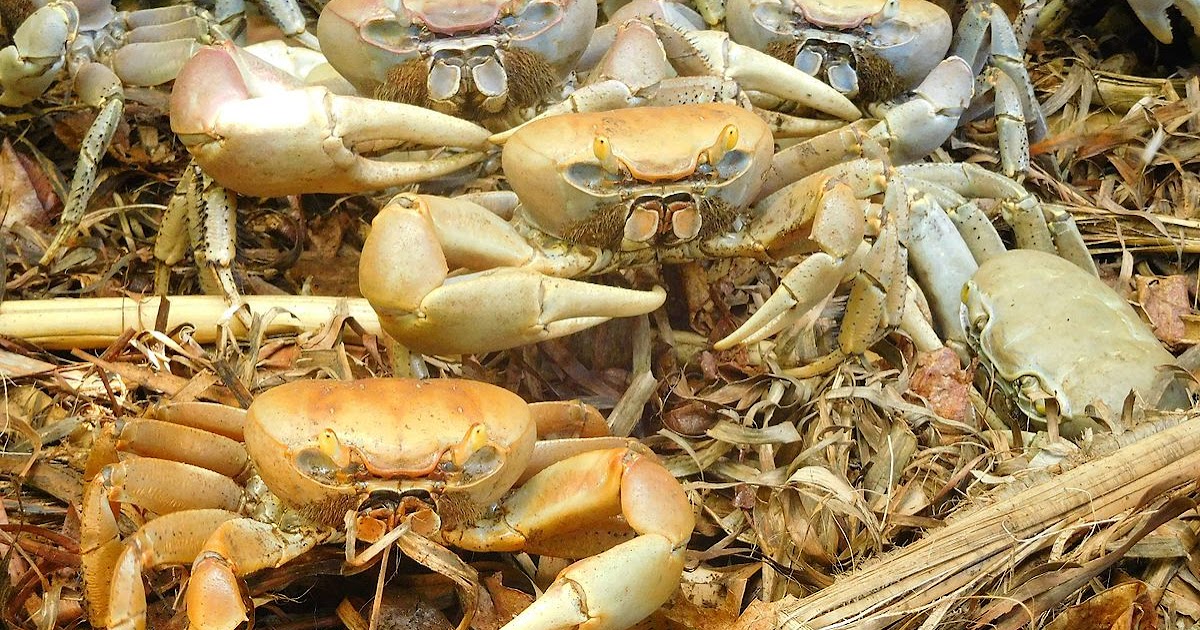 Lire & Ecrire - 8ème : Un papillon dans la cité - Gisèle Pineau