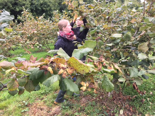 Ightham Mote Cobnuts Project: Cobnut Harvest 2017