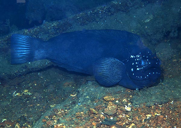 Prowfish - Alchetron, The Free Social Encyclopedia