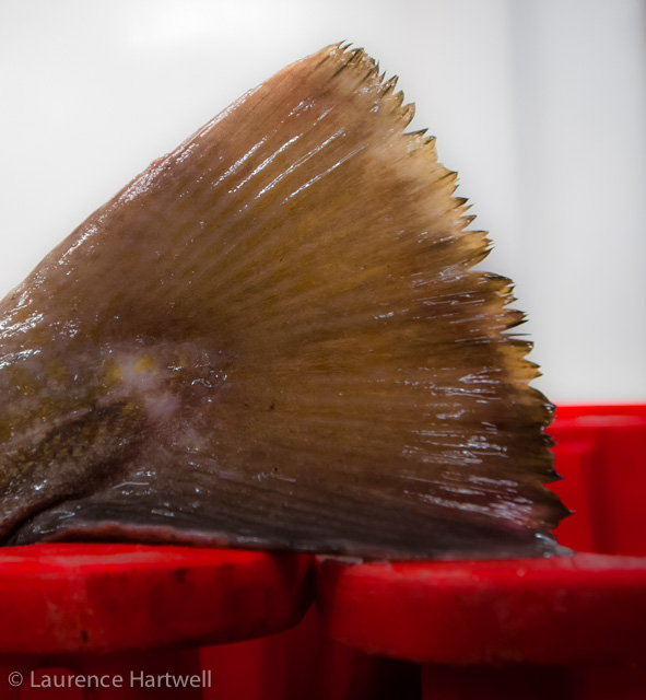 Through the Gaps! - Newlyn Fishing News: #Seafish see more fish ...