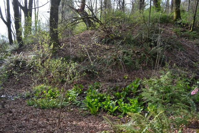 Madrona Woods, ENVIR 280 Sample Journal