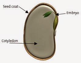 Ω Pengertian & Proses Terbentuknya Embrio ≫ Sains!
