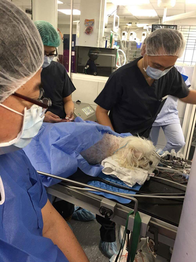 Mitral Valve Disease (MVD): Zoey's Surgery