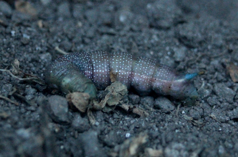 SCILLYSPIDER: Hummingbird Hawk-moth larva