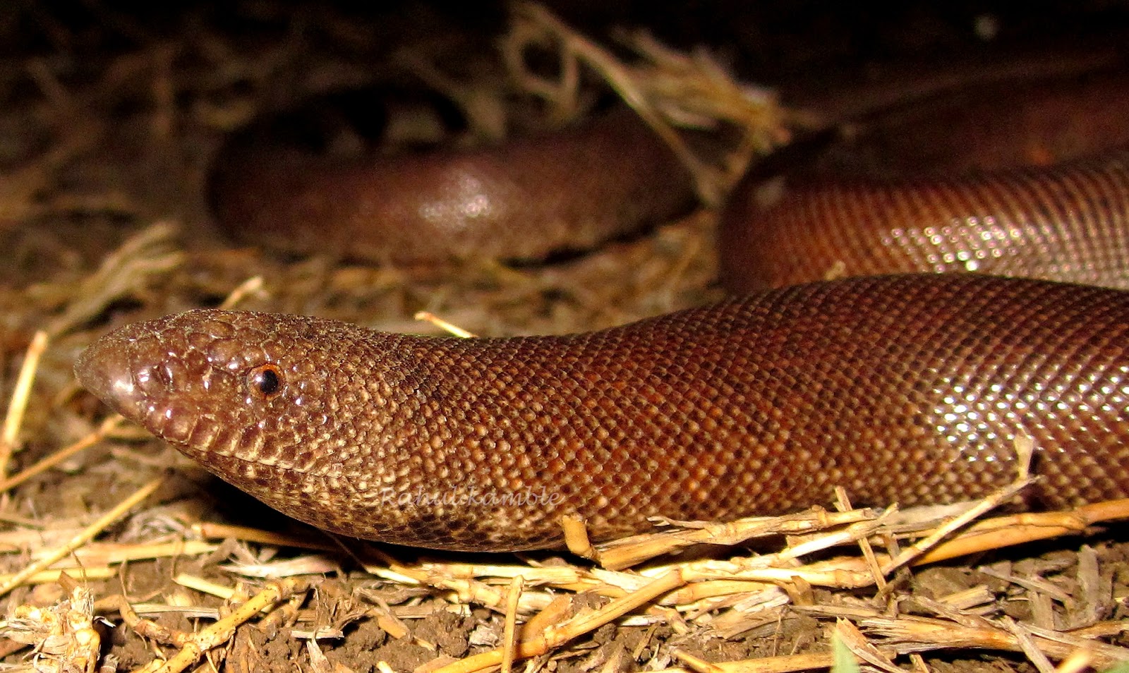 Common Snakes of South India & Information on Snakebites