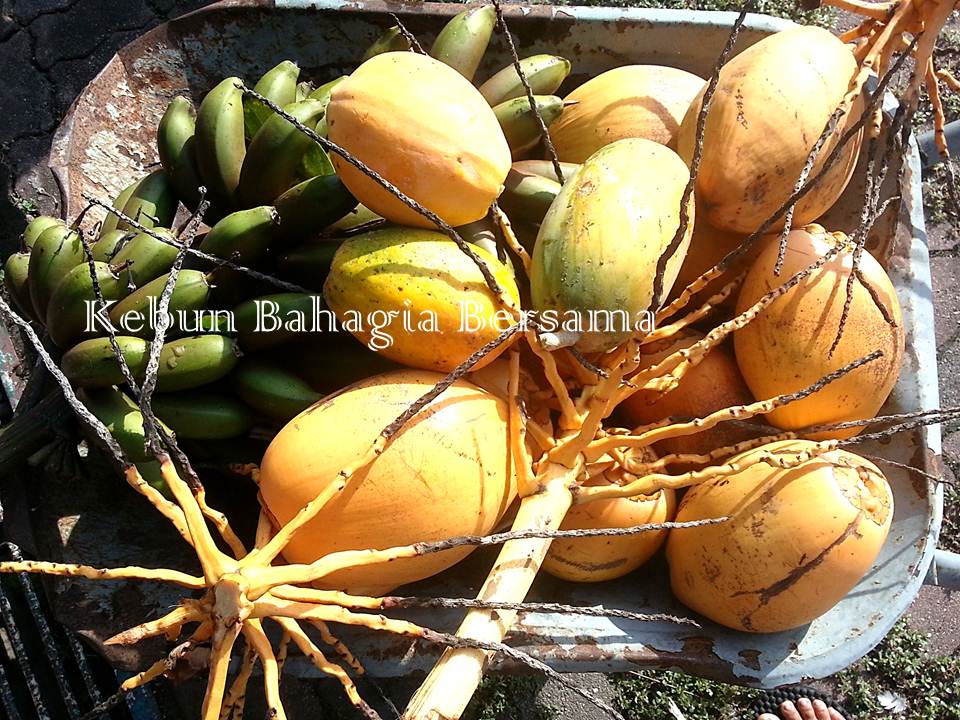 Kebun Bahagia Bersama: Empat Ramadhan Tanam Pokok Salak