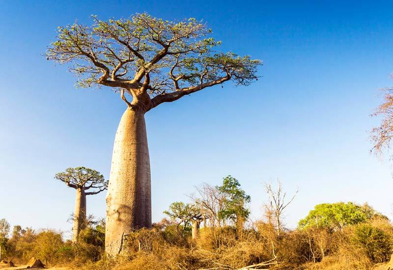 Tourism: What To Know About The Iconic African Tree "Baobab Tree" # ...