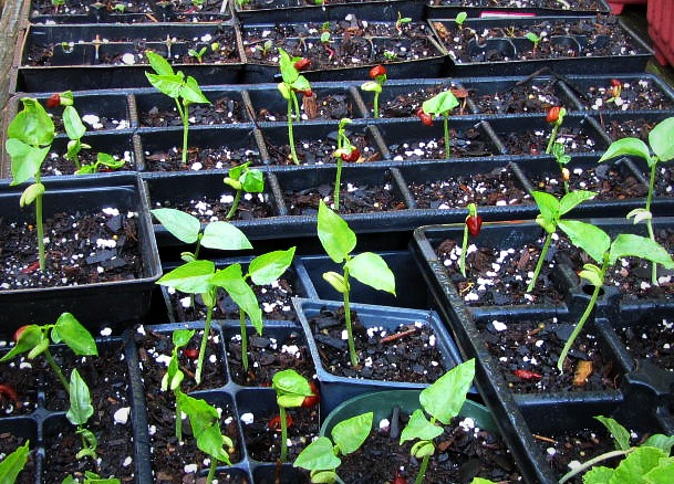 Been Gardening...Bin Gardening: No-Soil Seed Starting