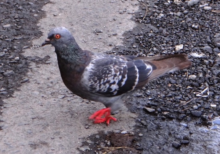 Birding for a Lark: Birding inside Apia, Samoa