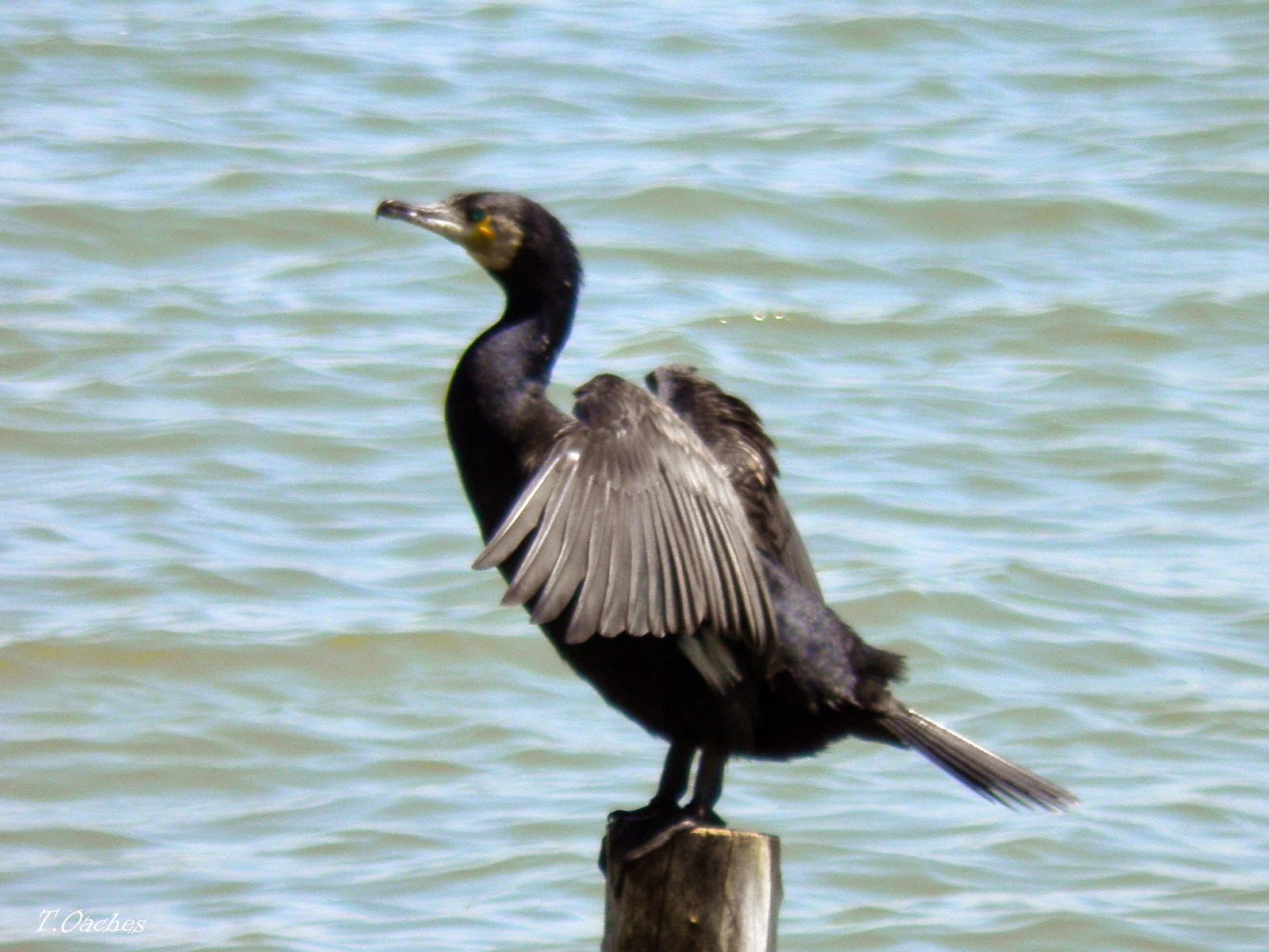 PASARI DIN ROMANIA: CORMORAN MARE, Phalacrocorax carbo