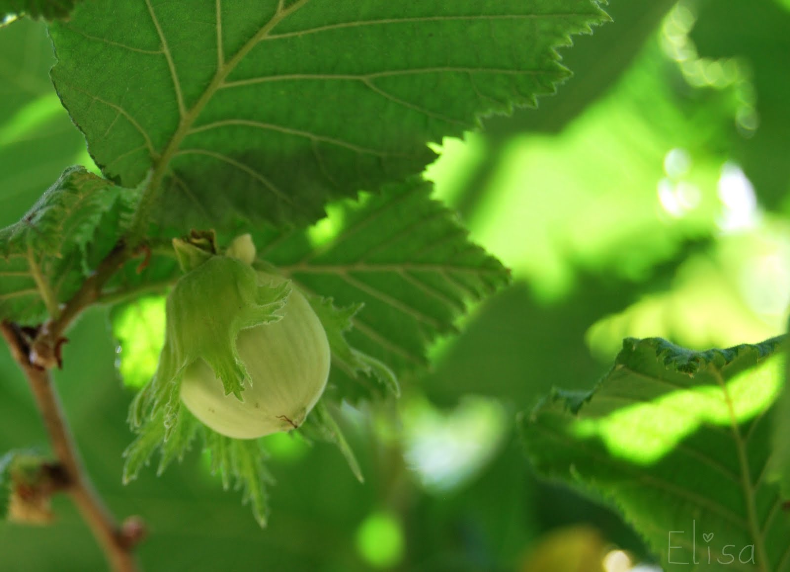 El aroma del huerto, el color del jardín.: El avellano