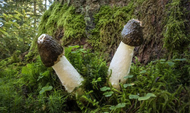 Top 10 Creepiest-Looking Fungi - Awesome List - Top 10 Awesome Lists of ...