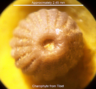 Louisville Fossils and Beyond: Charophyte Fossil - Tibet