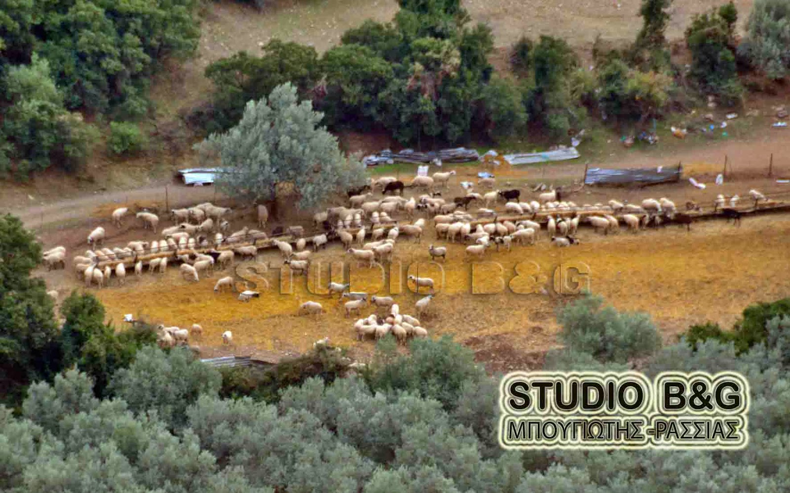 Αργολικός Ποιμήν: ΑΡΓΟΛΙΔΑ ΚΟΠΑΔΙ ΠΡΟΒΑΤΑ ΣΕ ΜΑΝΤΡΙ