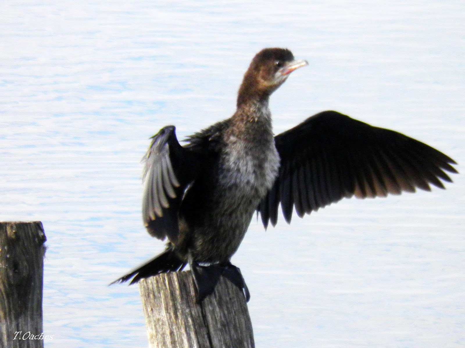 PASARI DIN ROMANIA: CORMORAN MIC, Microcarbo pygmeus