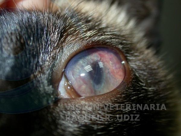 Angie Bettin : Oftalmológica veterinaria