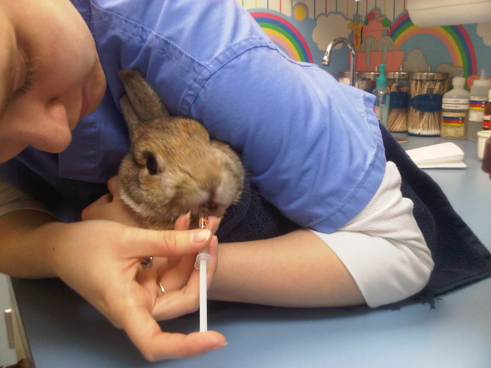 Rabbit Ramblings: Bunny medicine administration