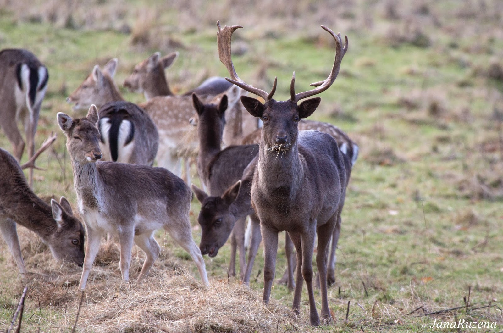 Escapes and Photography: Coming full circle, Fallow deer at Charlecote Park