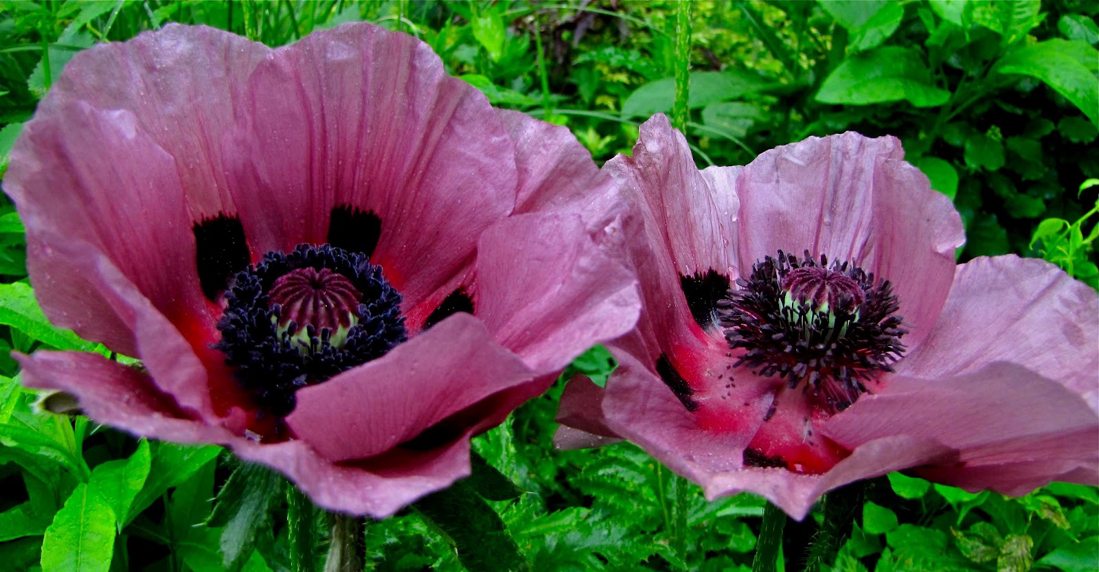 Diane Carnevale: Plum poppies!