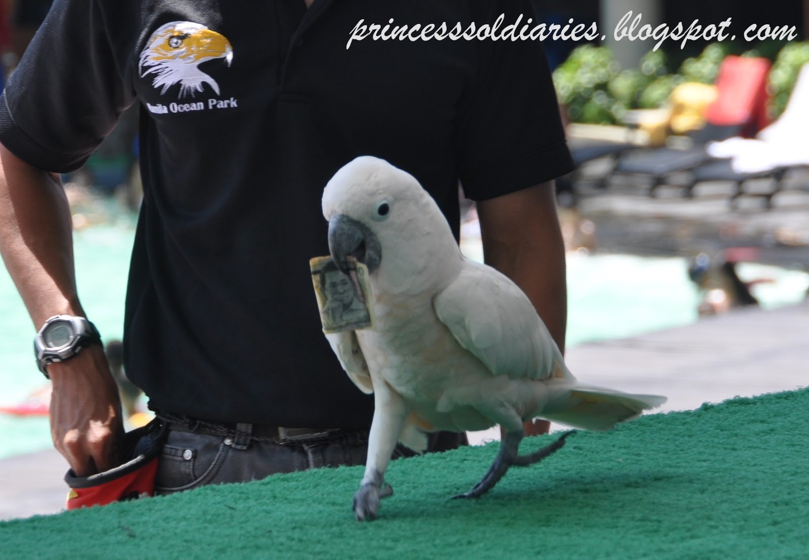 Princess Sol Diaries: All Star Bird Show (Manila Ocean Park)