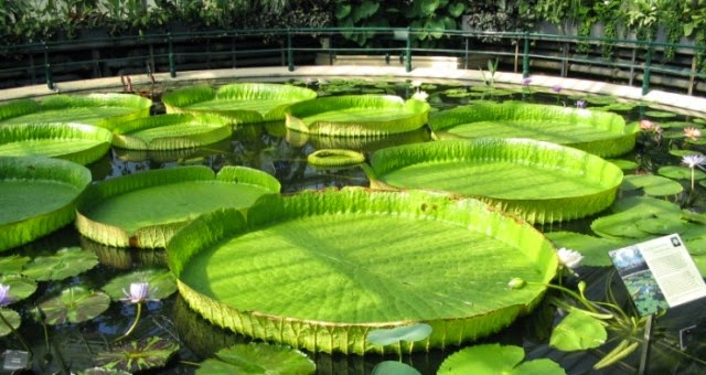 Plants in danger: Rare water plants