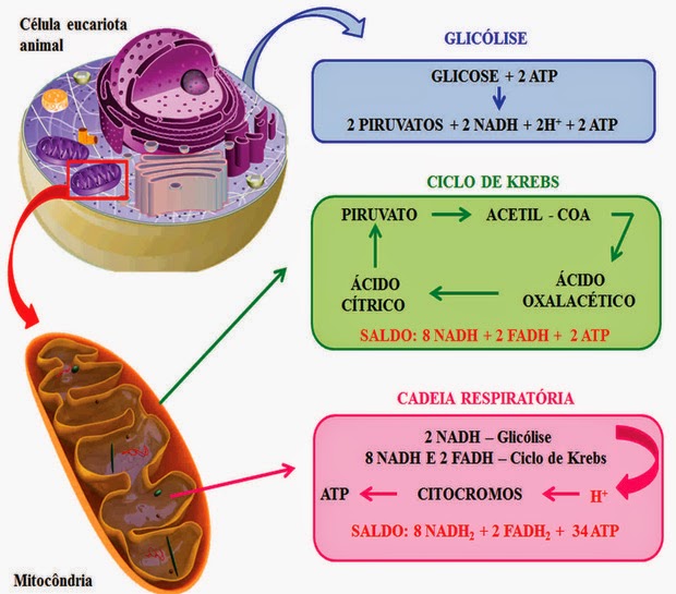 Bio e Geo em movimento: Respiração e Fermentação