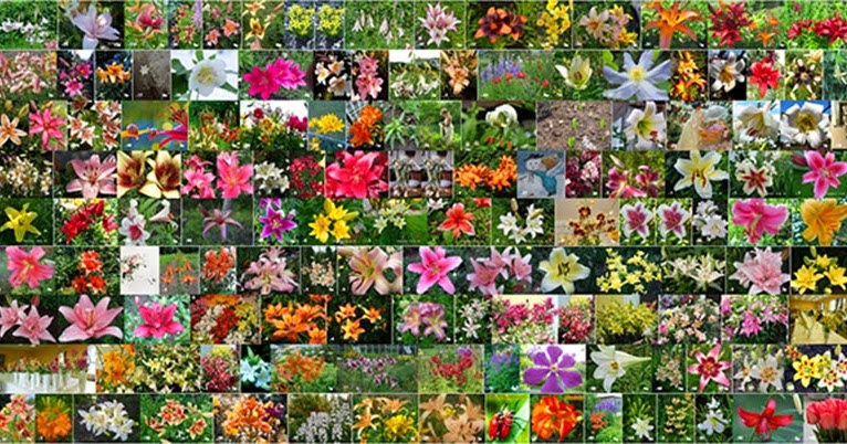 Landscape as Nelly: ЛИЛИИ LILIUM