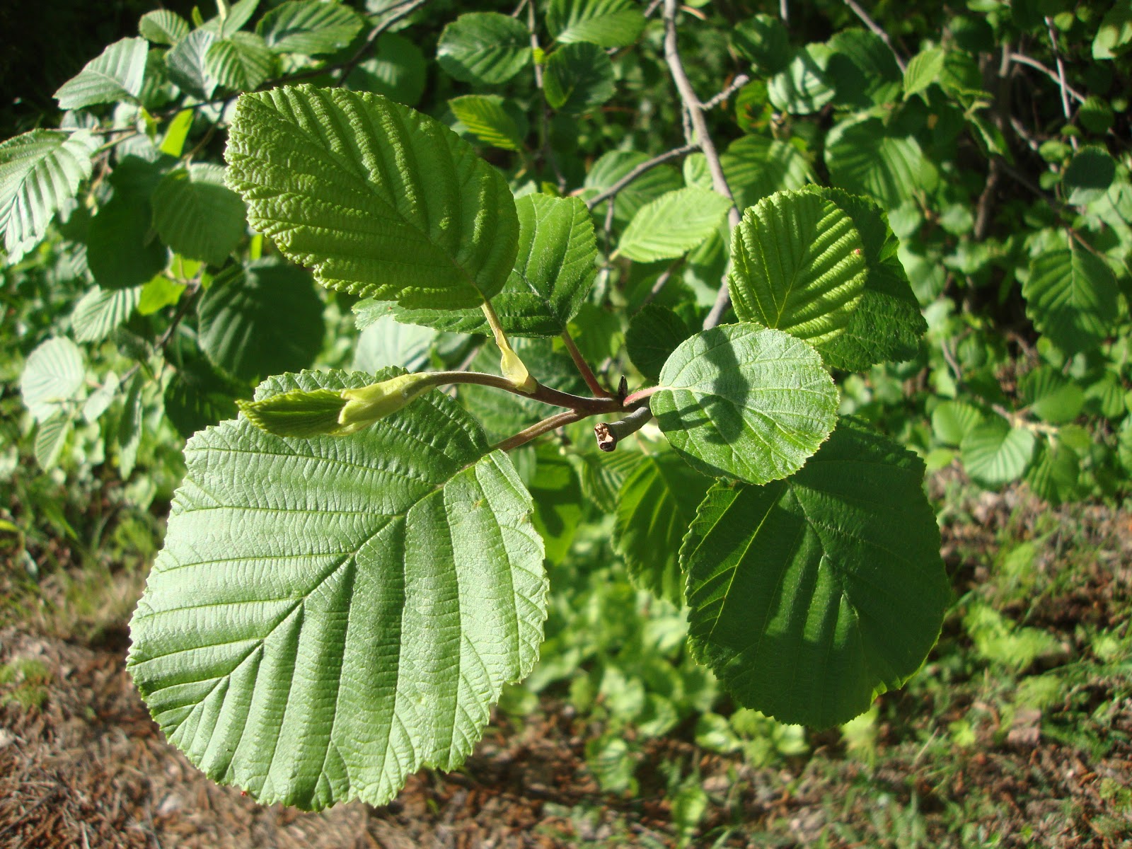 Kasvikansio: Lehtipuut
