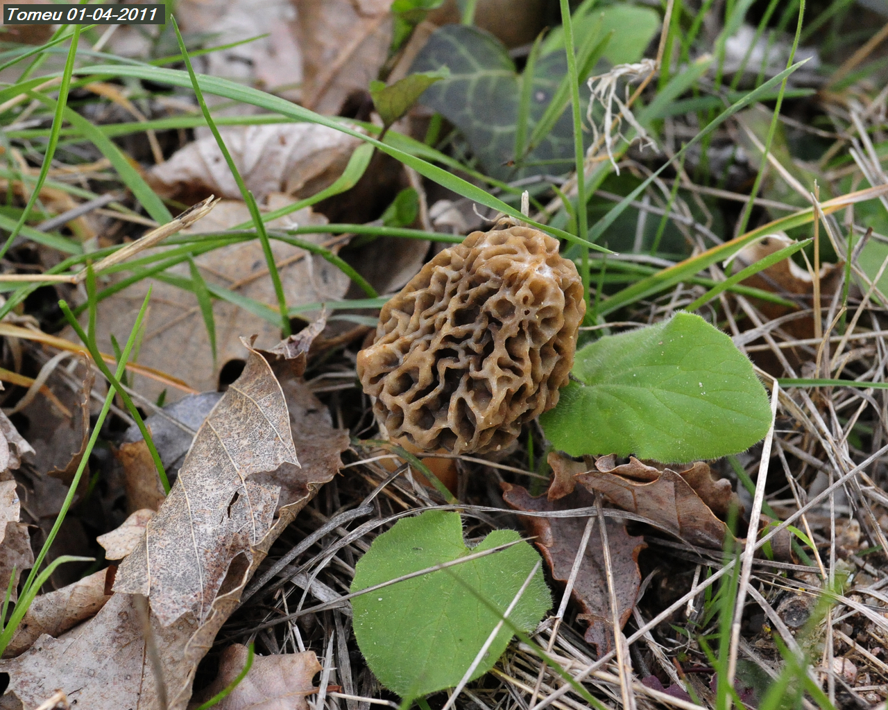 El Bloc d'en Tomeu: Abril, esclat dels arbres caducifolis