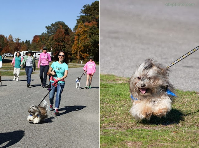 To Dog With Love: Give Cancer the Paw: How You Can Help