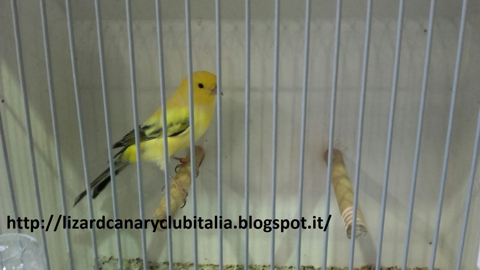 Allevamento del canarino Lizard e del London Fancy: I London Fancy ...