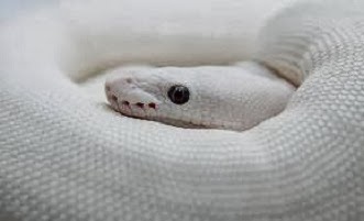 NOT JUST CELEBS: The Most 'Beautiful' White Snake In The World [PHOTOS]