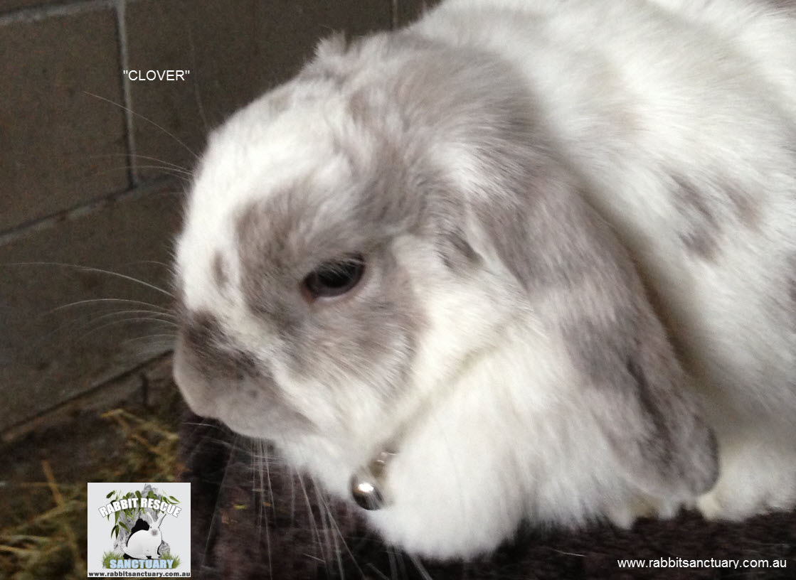 Rabbit Rescue Sanctuary: CLOVER - Gentle Mini Lop Female for Adoption