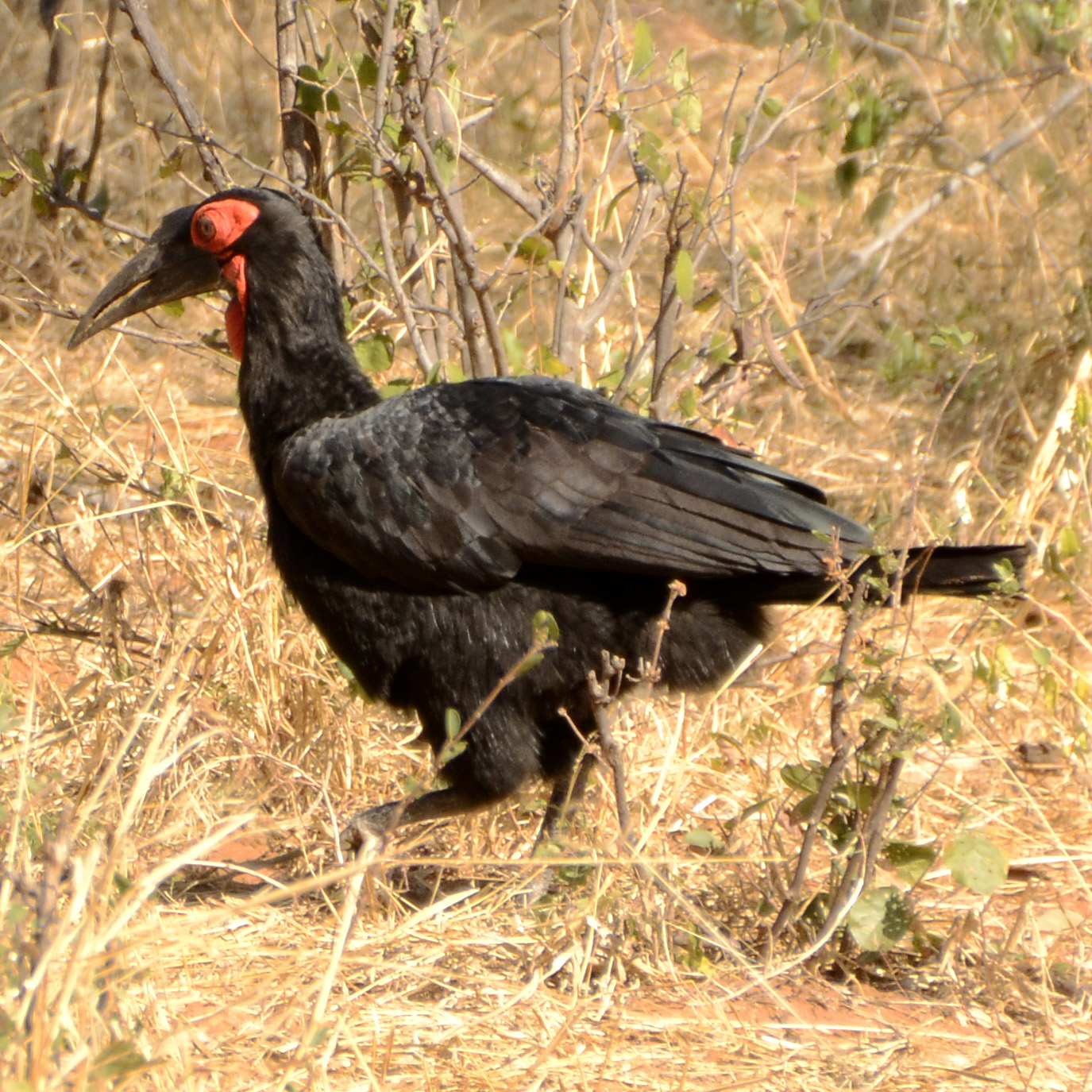 The Nature of Framingham: The Strangest & Most Spectacular Bird Ever ...