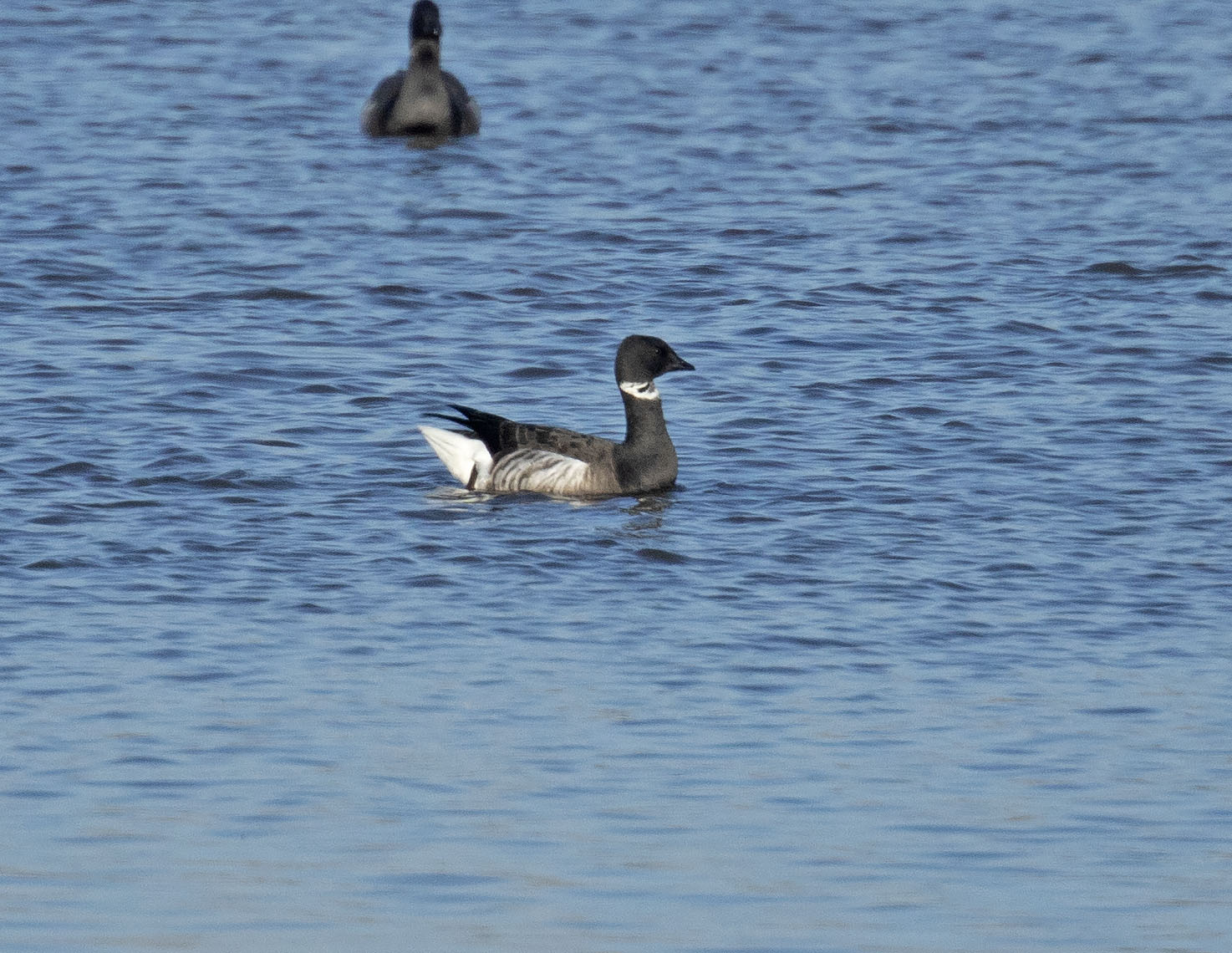 pewit: Black Brant at Donna Nook