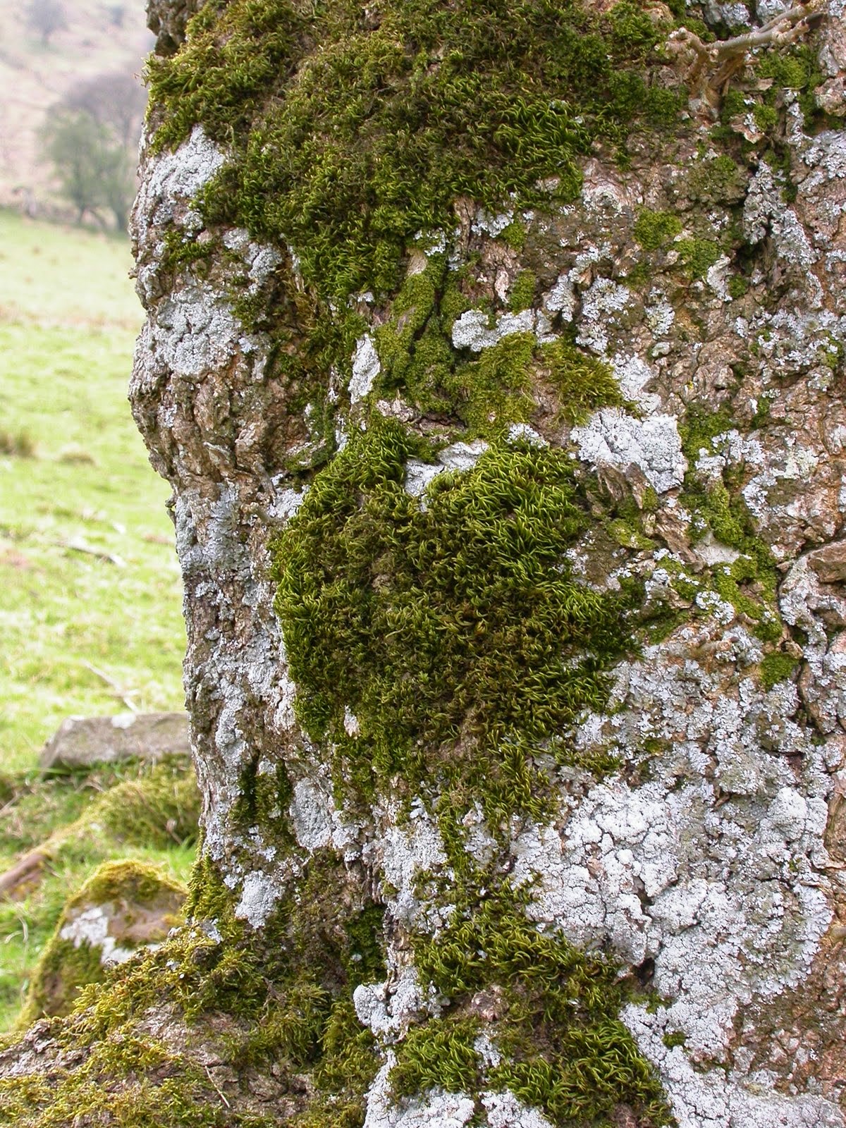 South Wales Bryophytes: Exciting mosses in the Black Mountains