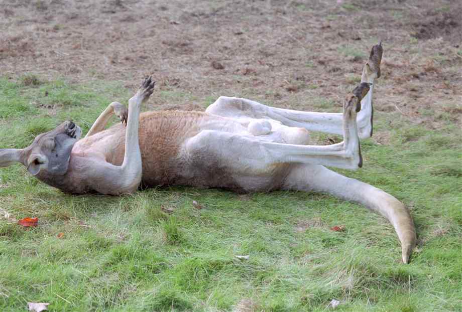 Francesco Simoncelli's Freedonia: Dead Kangaroo Bounce