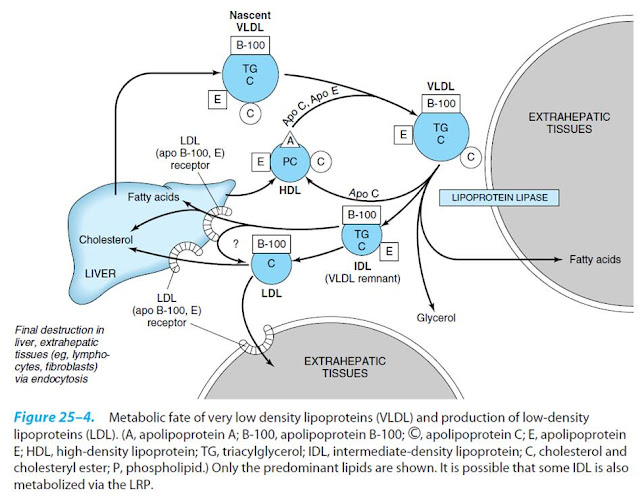 Lipoprotein Metabolism : Animation video - MedchromeTube