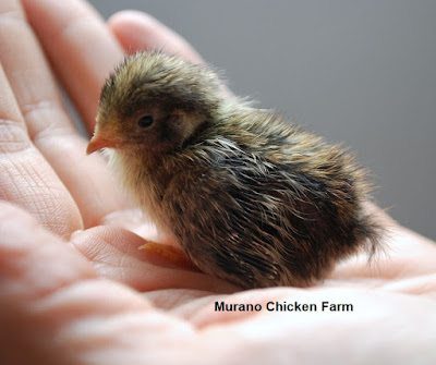 The button quail experiment - Murano Chicken Farm