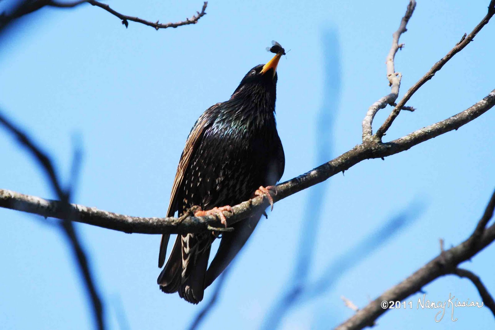 Wild About Texas: Starling Surprises
