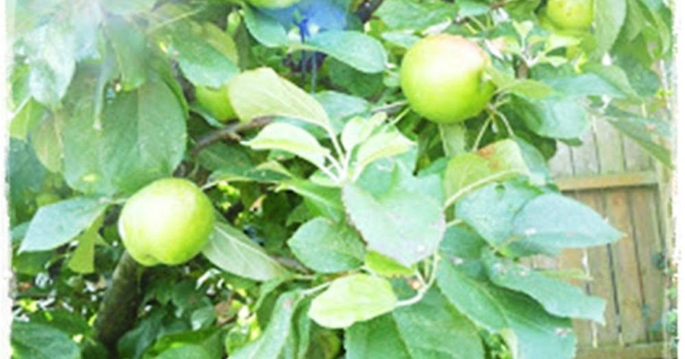 Sudden Lunch! ~ Suzy Bowler: Devonshire Apple Dappy & a Savoury Cream Tea!