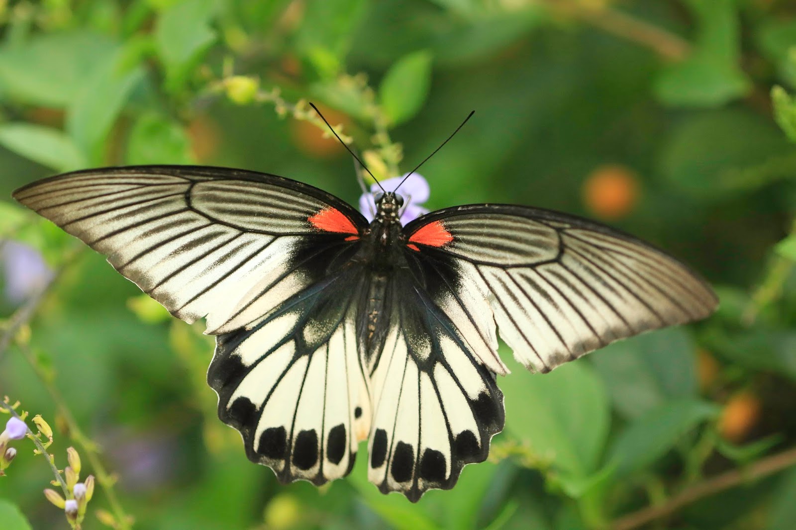Papilio Memnon