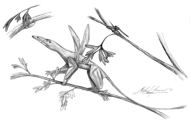 Species New to Science: [Paleontology] Preondactylus bufarinii • A ...