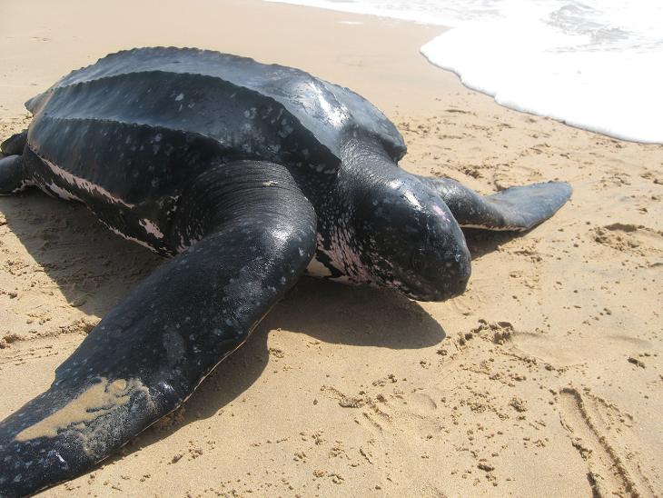 REVISTA ECOSOCIALISTA : LA TORTUGA CARDON (DERMOCHELYS CORIACEA)