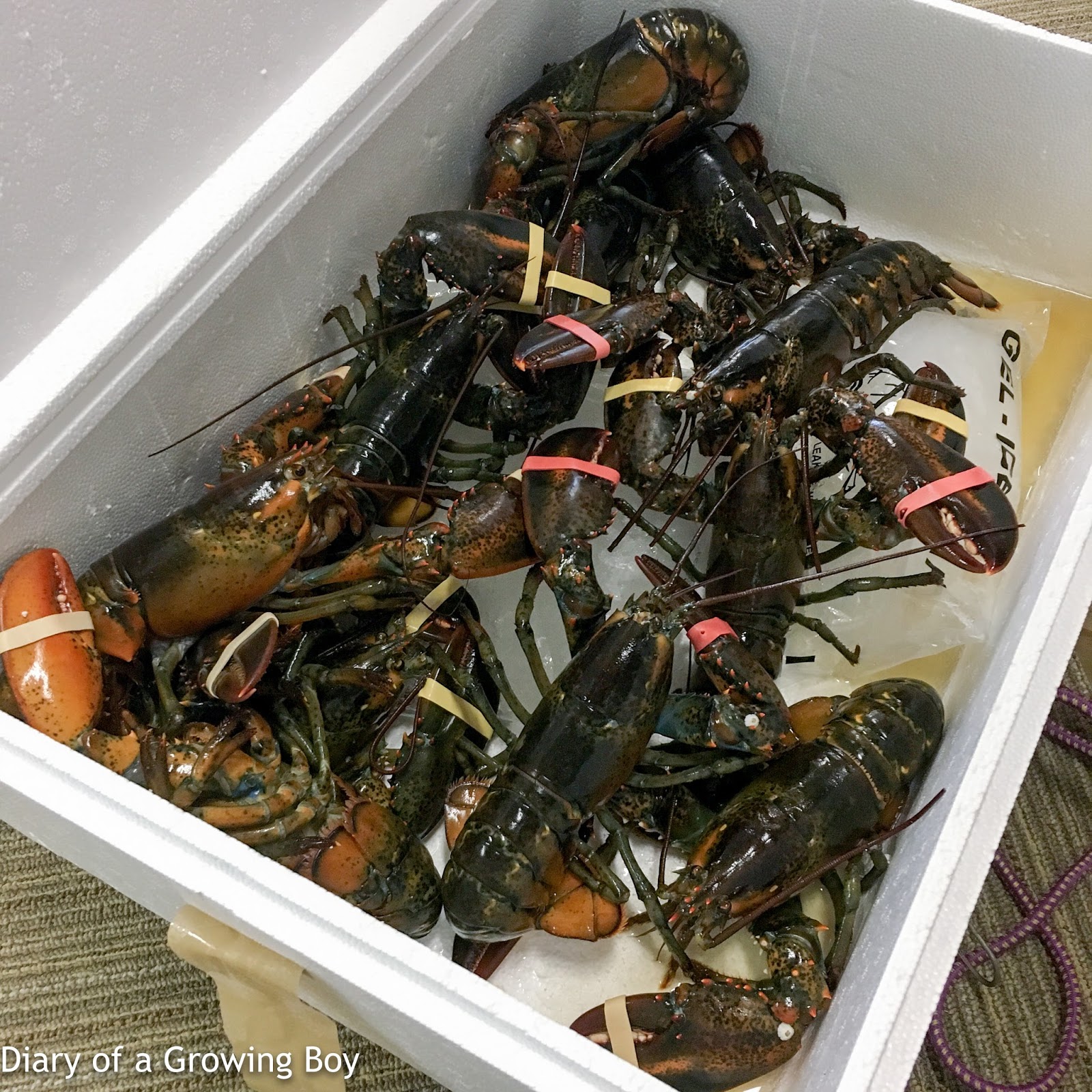 吃喝玩樂 - Diary of a Growing Boy: Lobster feast, 2016 edition
